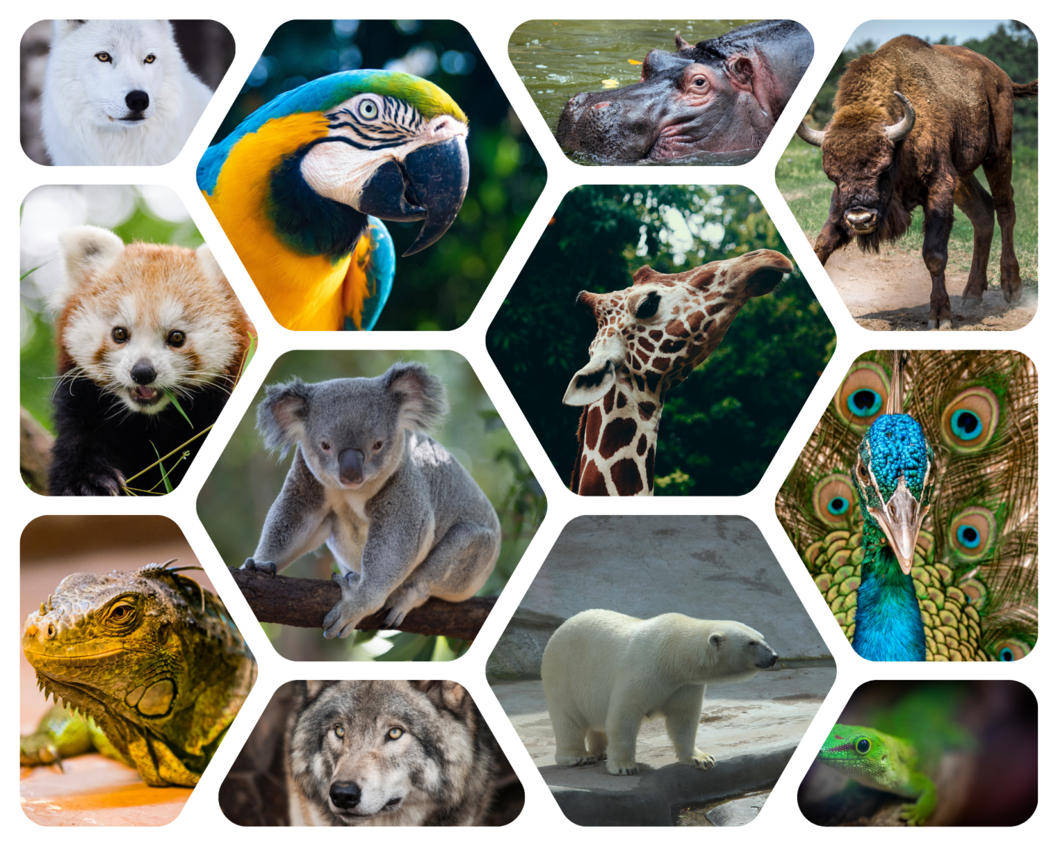Fun With Photo Grids: How To Create & Display Photo Grid Art