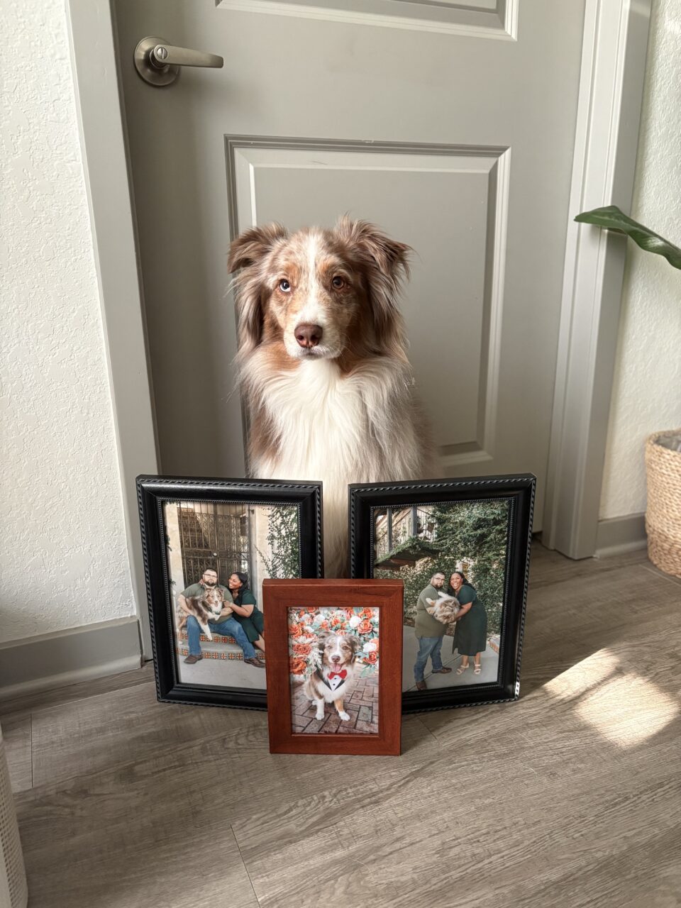 Pet Picture Frames For Your Furry Friend